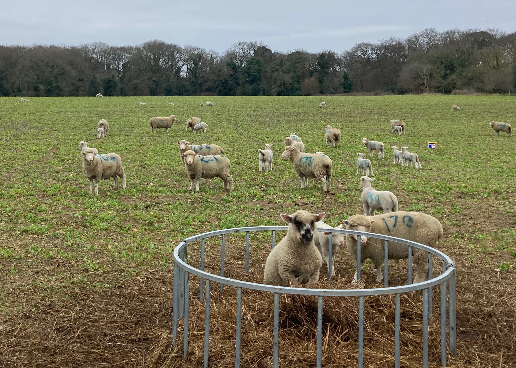 What is Hogget? Blog Salter & King Craft Butcher