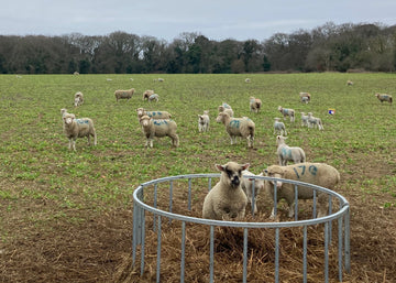 What is Hogget? Blog Salter & King Craft Butcher