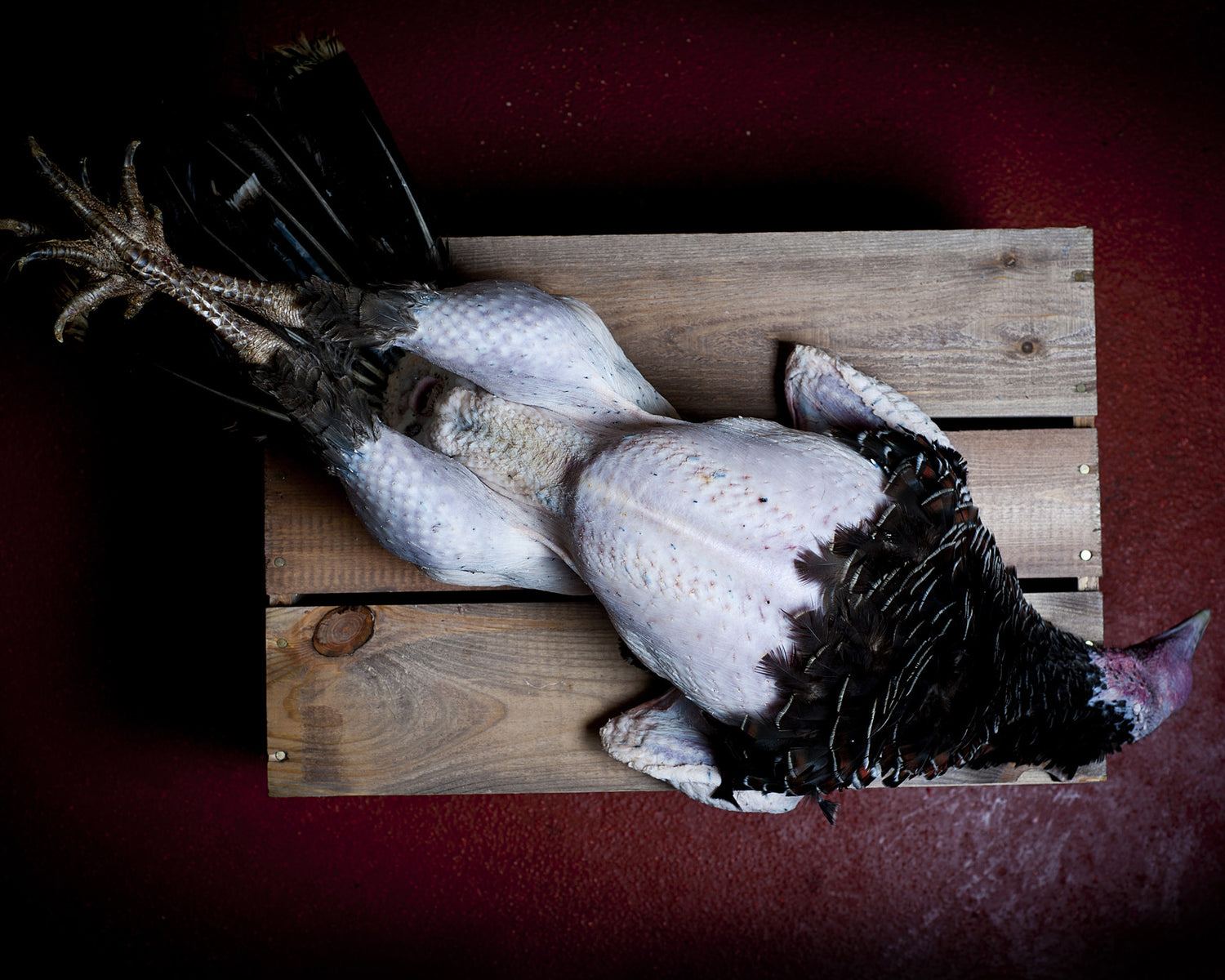 Buy Hogget Online Hogget Leg & Hogget Chops | Salter & King